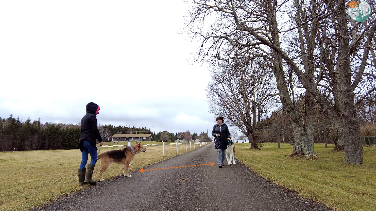 Tackling Reactivity - SpiritDog Training